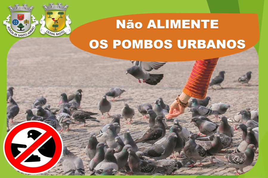 Pela sua saúde não alimente os pombos urbanos! – União Freguesias Povoa ...